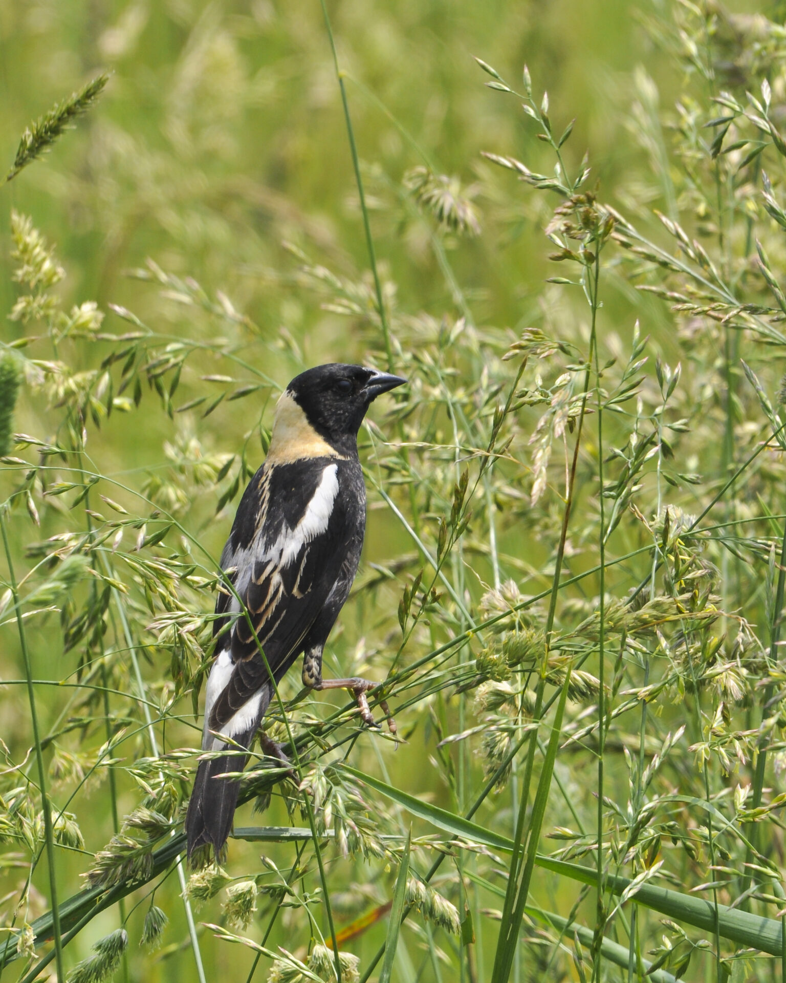 How does Natural Lands care for its preserves?