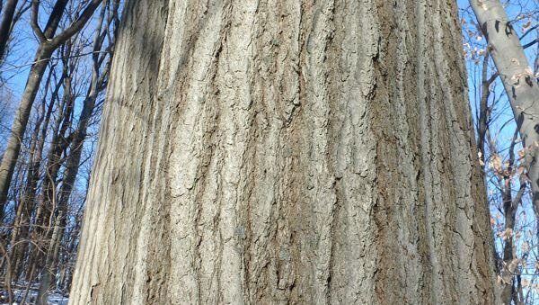 Oak Bark